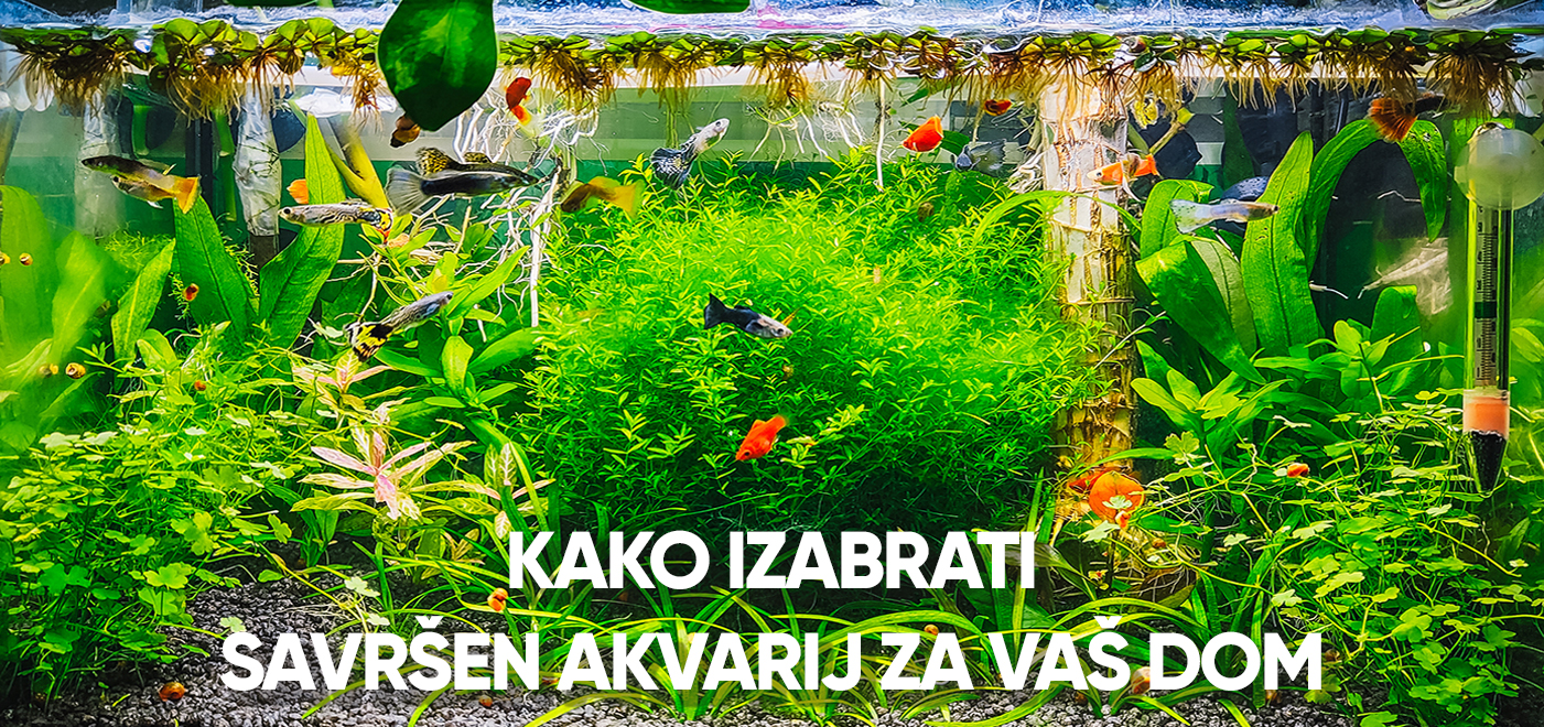 Kako izabrati savršen akvarij za vaš dom
