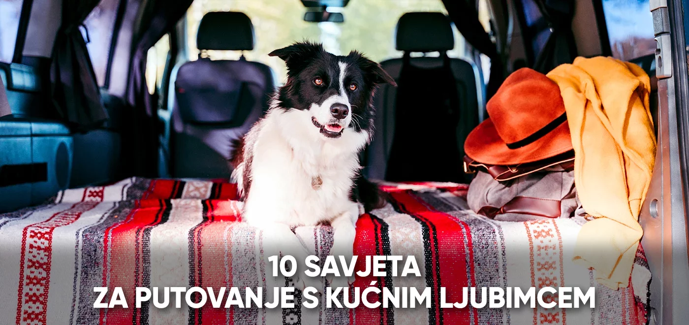 10 savjeta za putovanje s kućnim ljubimcem