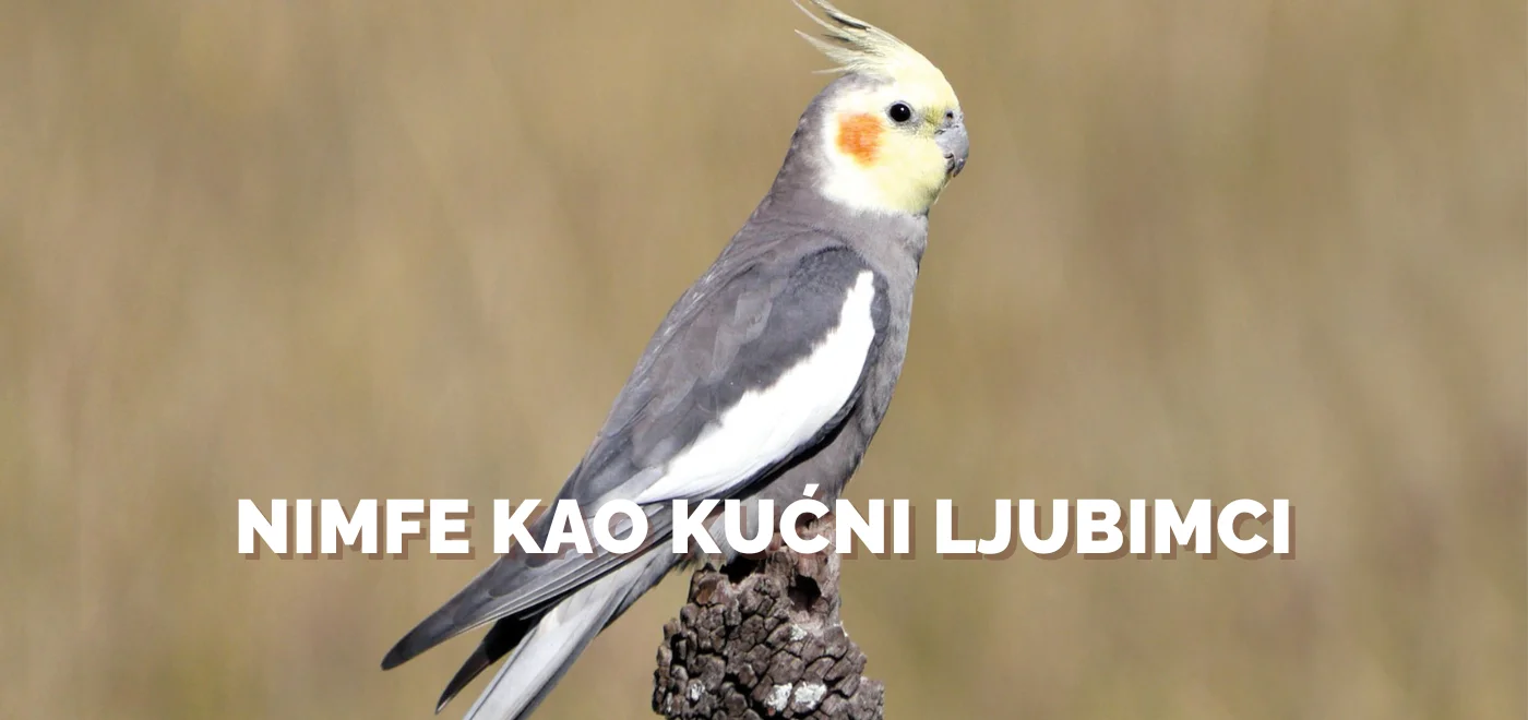 Nimfe kao kućni ljubimci